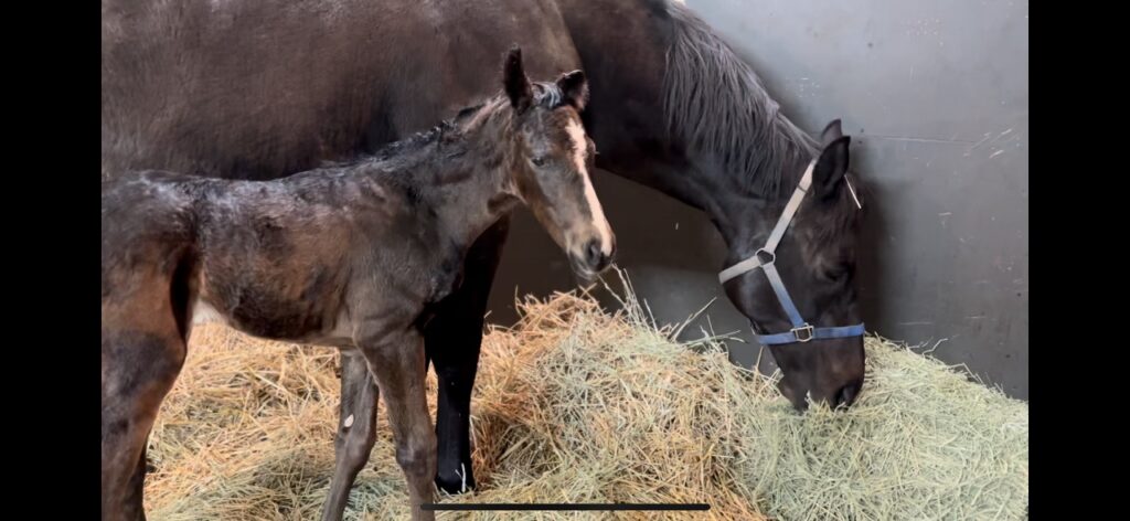 初子 | 有限会社 坂東牧場
